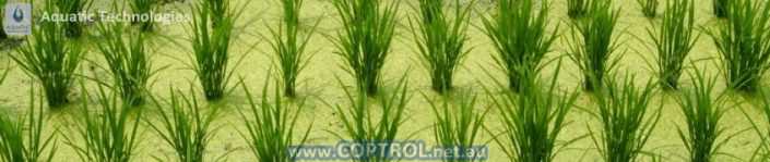 Algae control in rice crops