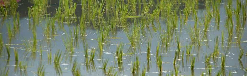 Algae control in rice crops