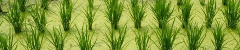 rice-field-algae-growth - Coptrol Algae Control