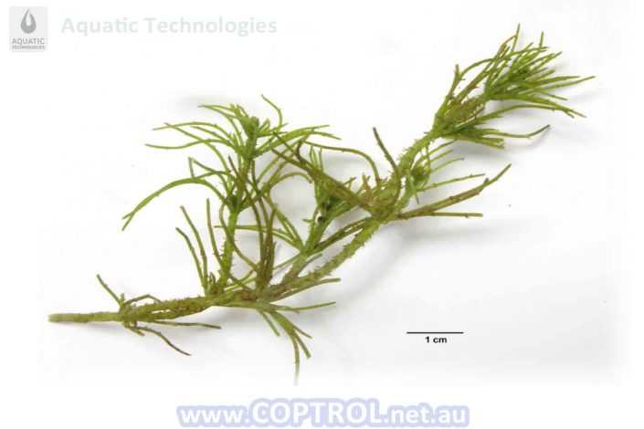 Coptrol | Algae Control | FAQS | coptrol.net.au | Aquatic Technologies